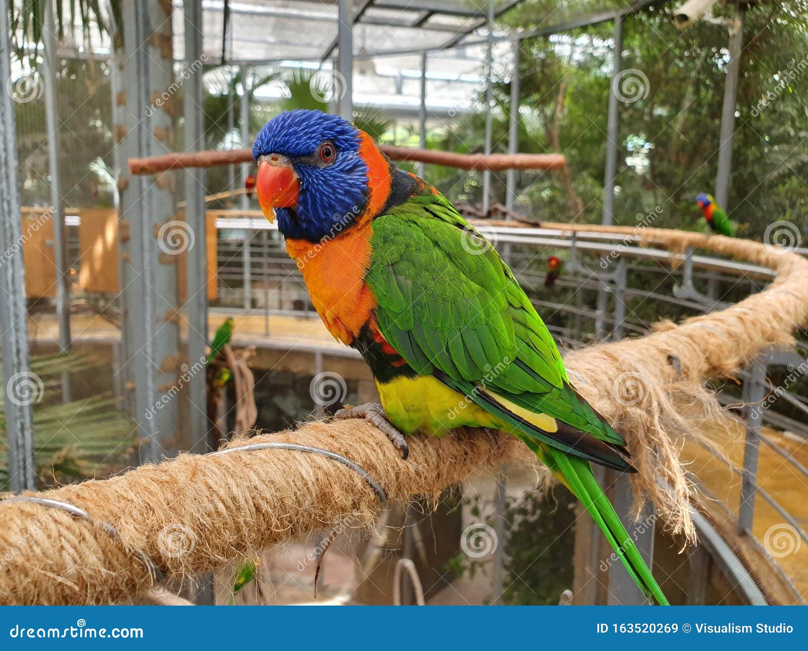 A Colorful Parrot Perched on a Tree Trunk Stock Image - Image of animal ...