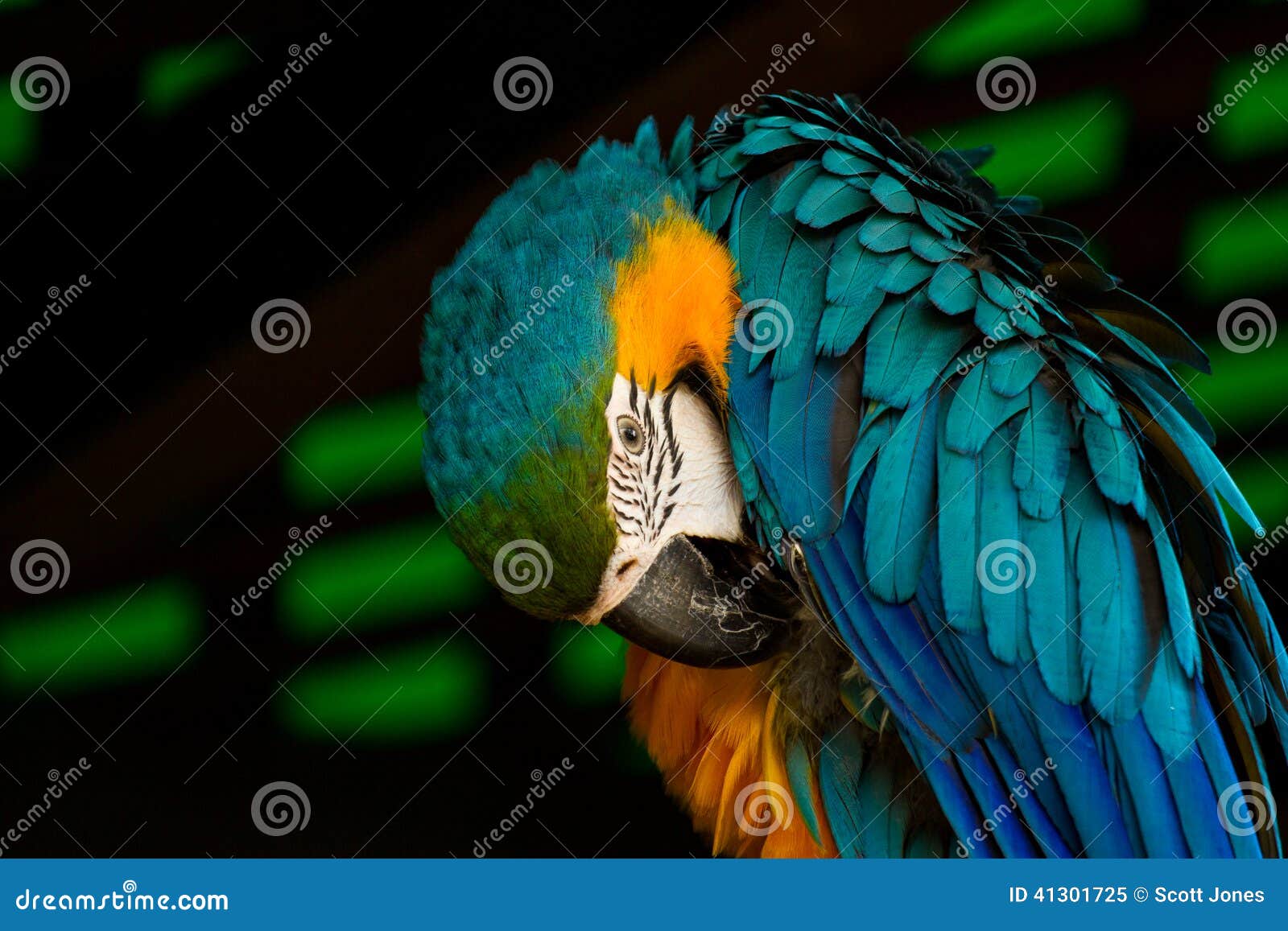 Colorful Parrot stock image. Image of perched, outdoor - 41301725