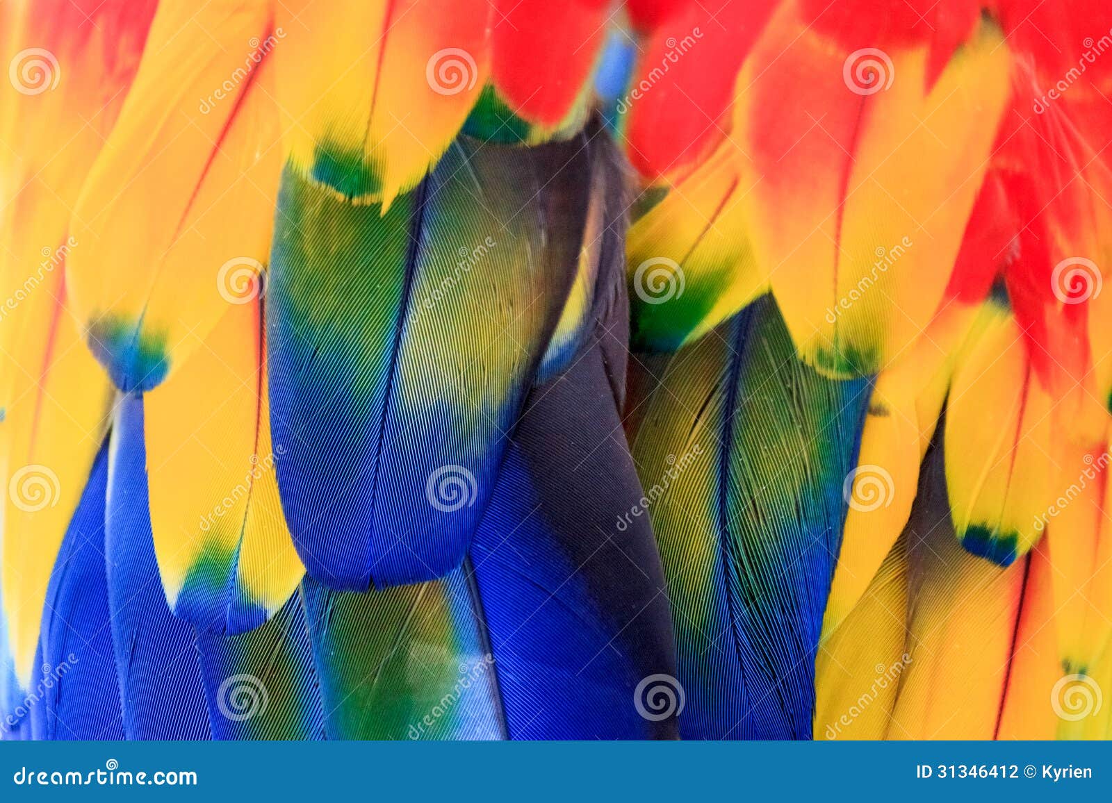 Colorful parrot plumage stock photo. Image of exotic - 31346412