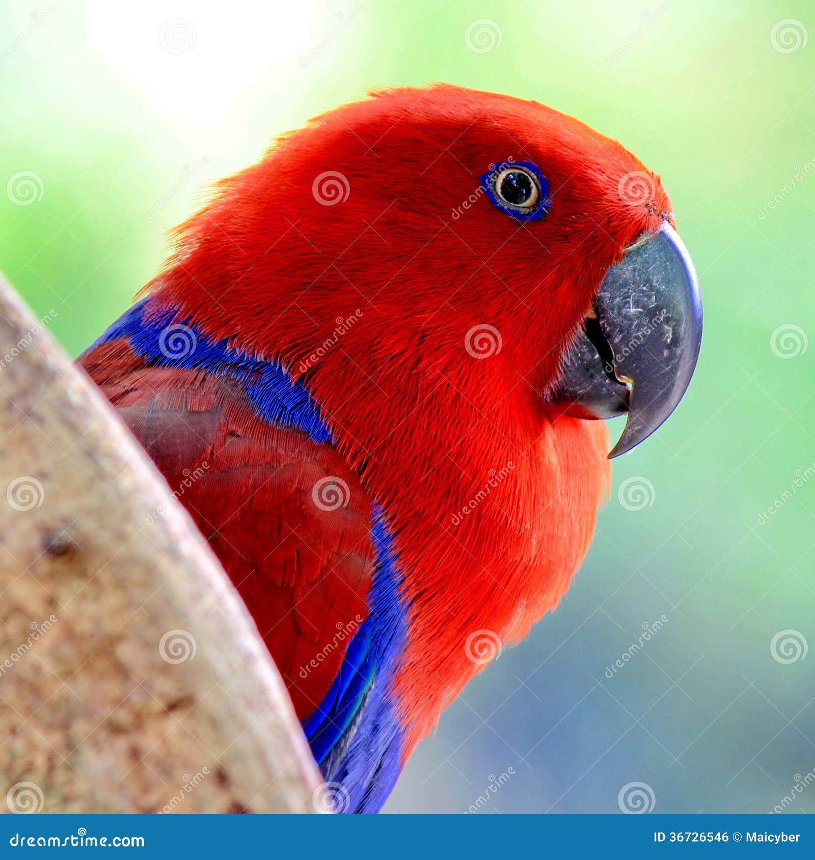 Colorful Parrot stock photo. Image of parrot, colour - 36726546