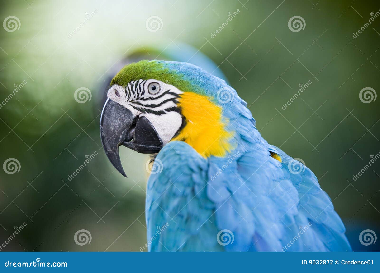 Colorful parrot portrait stock photo. Image of colors - 9032872