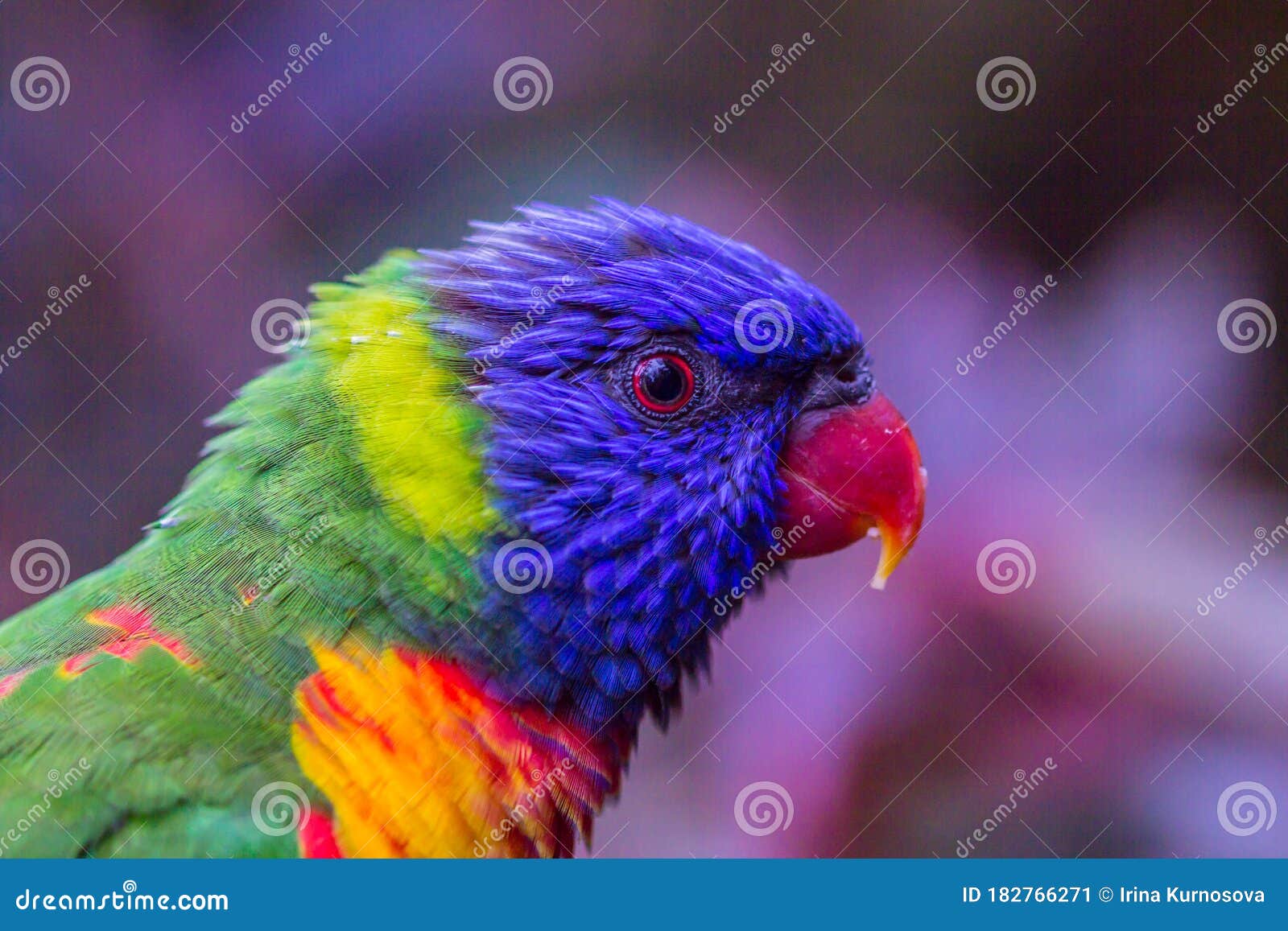 Colorful Parrot Portrait. Parrot Profile. Parrot Head. Parrot Closeup ...