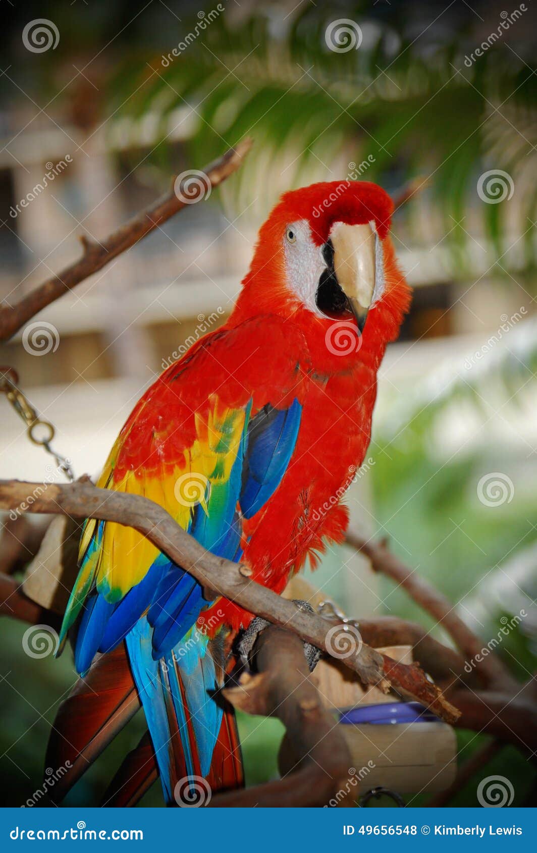 A colorful parrot posing. stock photo. Image of oahu - 49656548