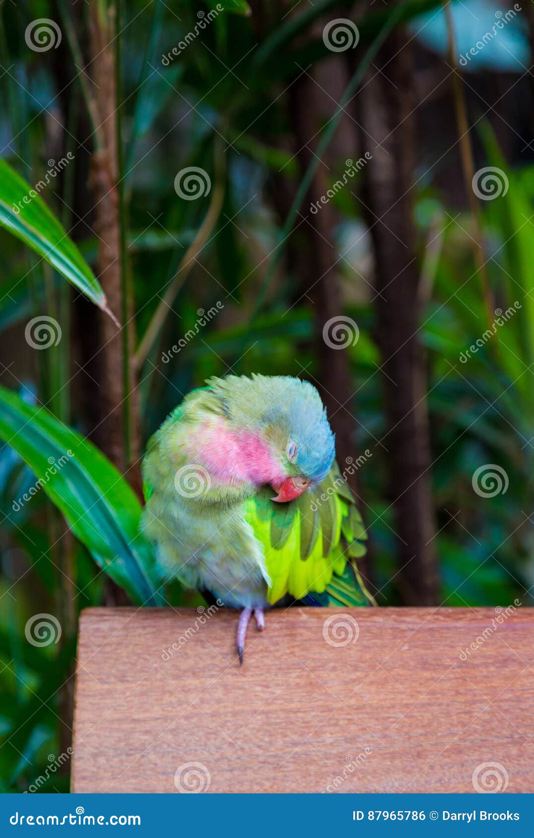 Colorful Parrot Preening stock photo. Image of wild, color - 87965786