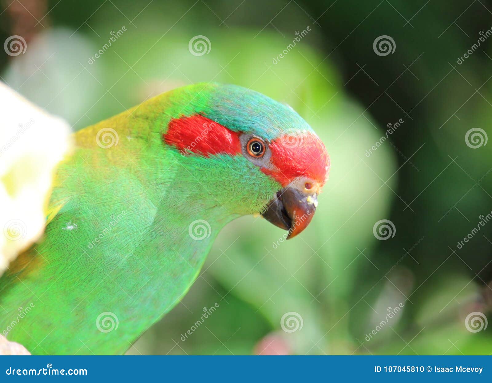 Colorful parrot stock photo. Image of exotic, biology - 107045810