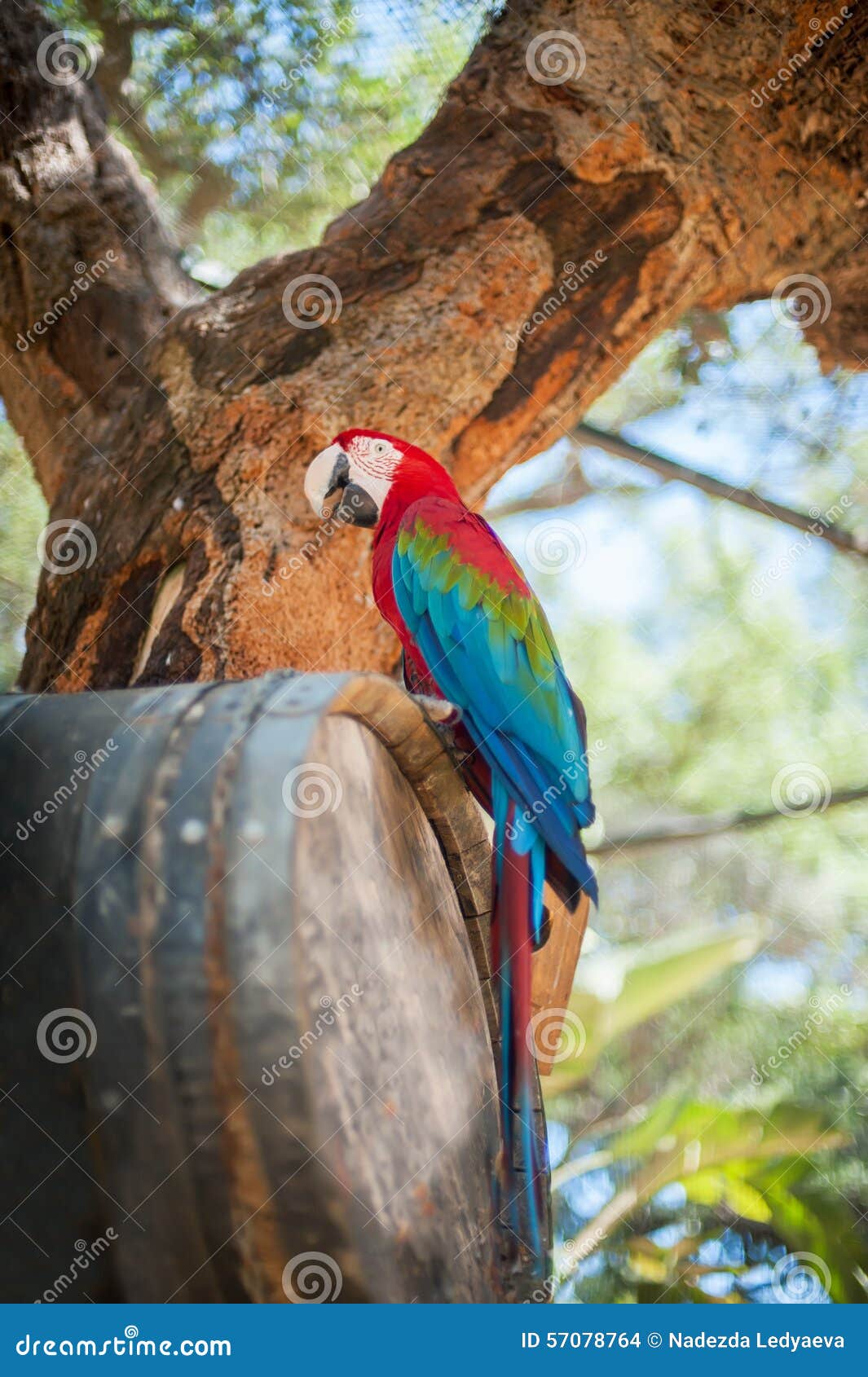 Colorful parrot stock photo. Image of colorful, natural - 57078764