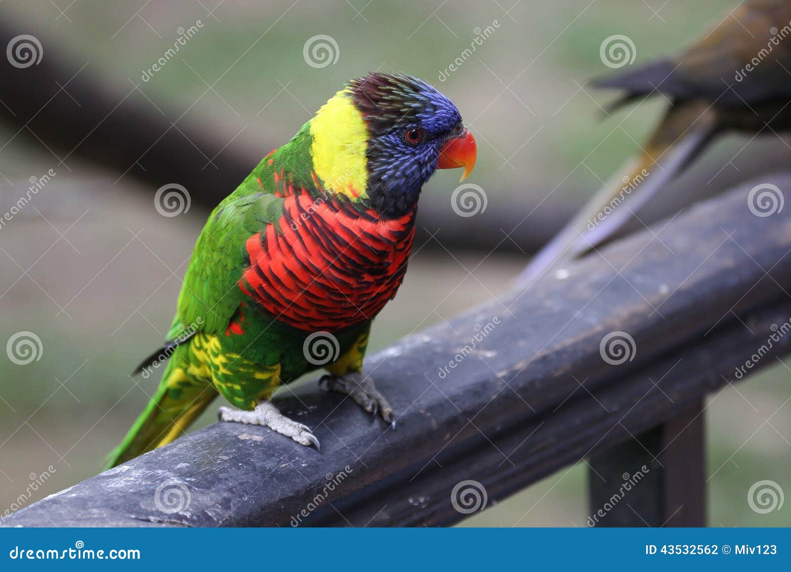 Colorful parrot stock photo. Image of colorful, animal - 43532562