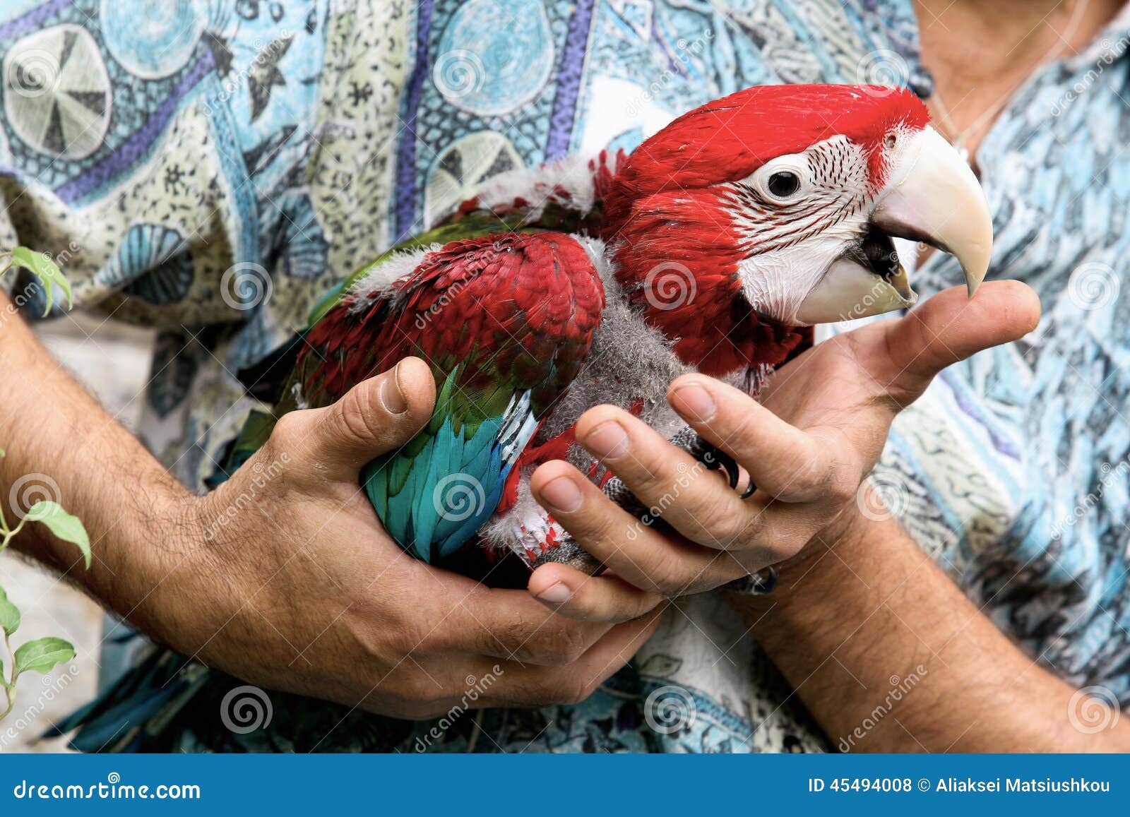 Colorful Parrot Sitting on Human Hand Stock Photo - Image of black ...