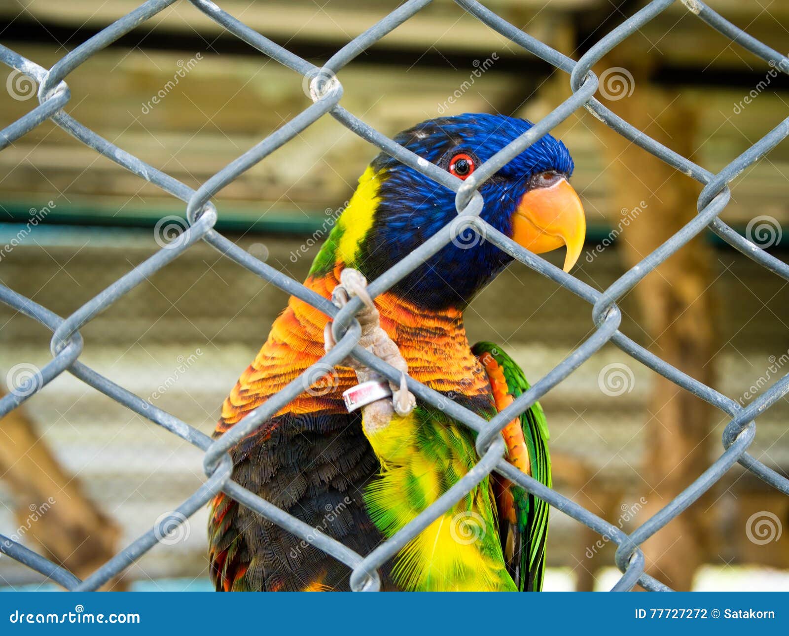 A Colorful Parrot Trapped in a Cage Stock Photo - Image of green, blue ...