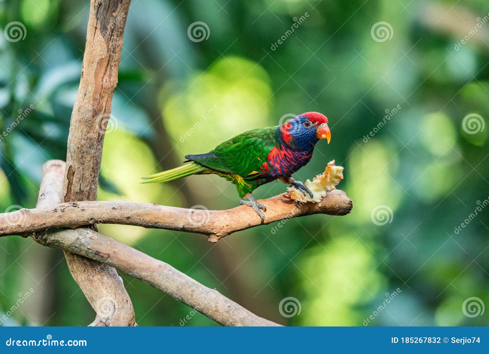 Colorful Parrot on the Tree Branch Stock Photo - Image of parrot, nose ...