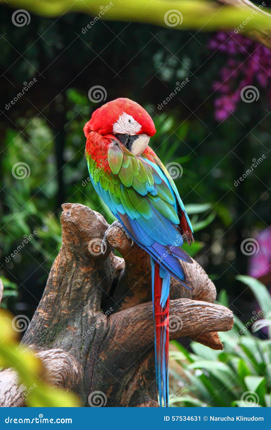 Colorful parrot stock image. Image of feather, nature - 57534631