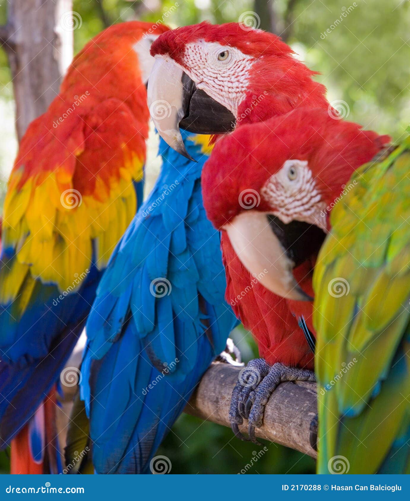 Colorful parrots stock photo. Image of parrot, colorful - 2170288