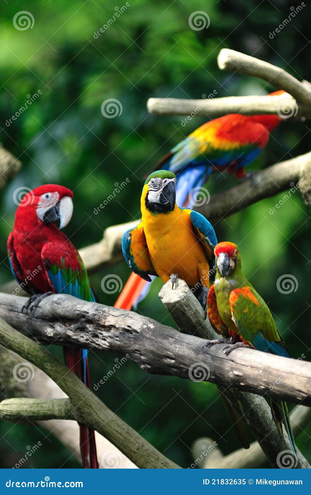 Colorful Parrots stock image. Image of birds, tree, yellow - 21832635
