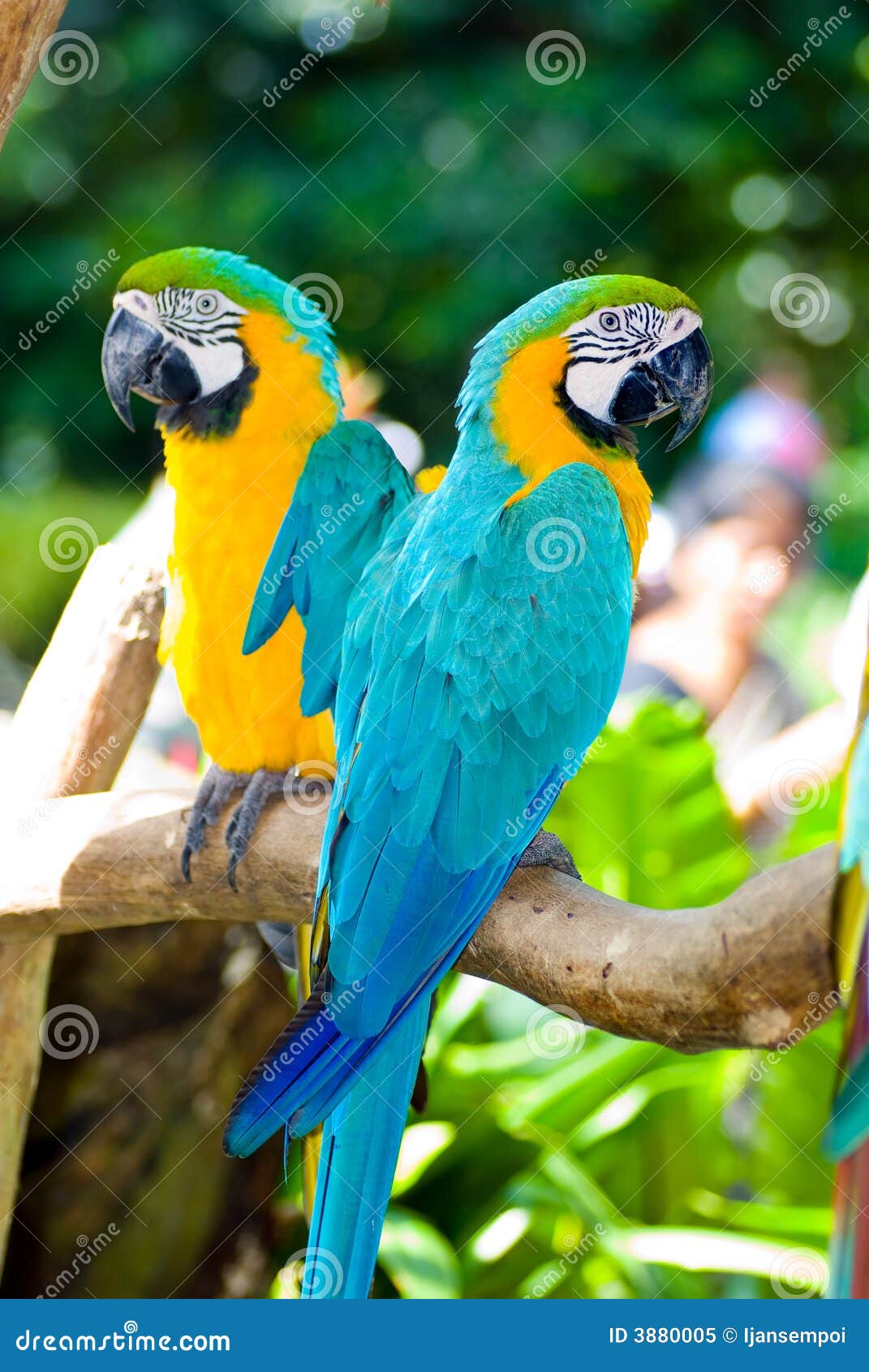 Colorful parrots stock image. Image of colorful, tree - 3880005