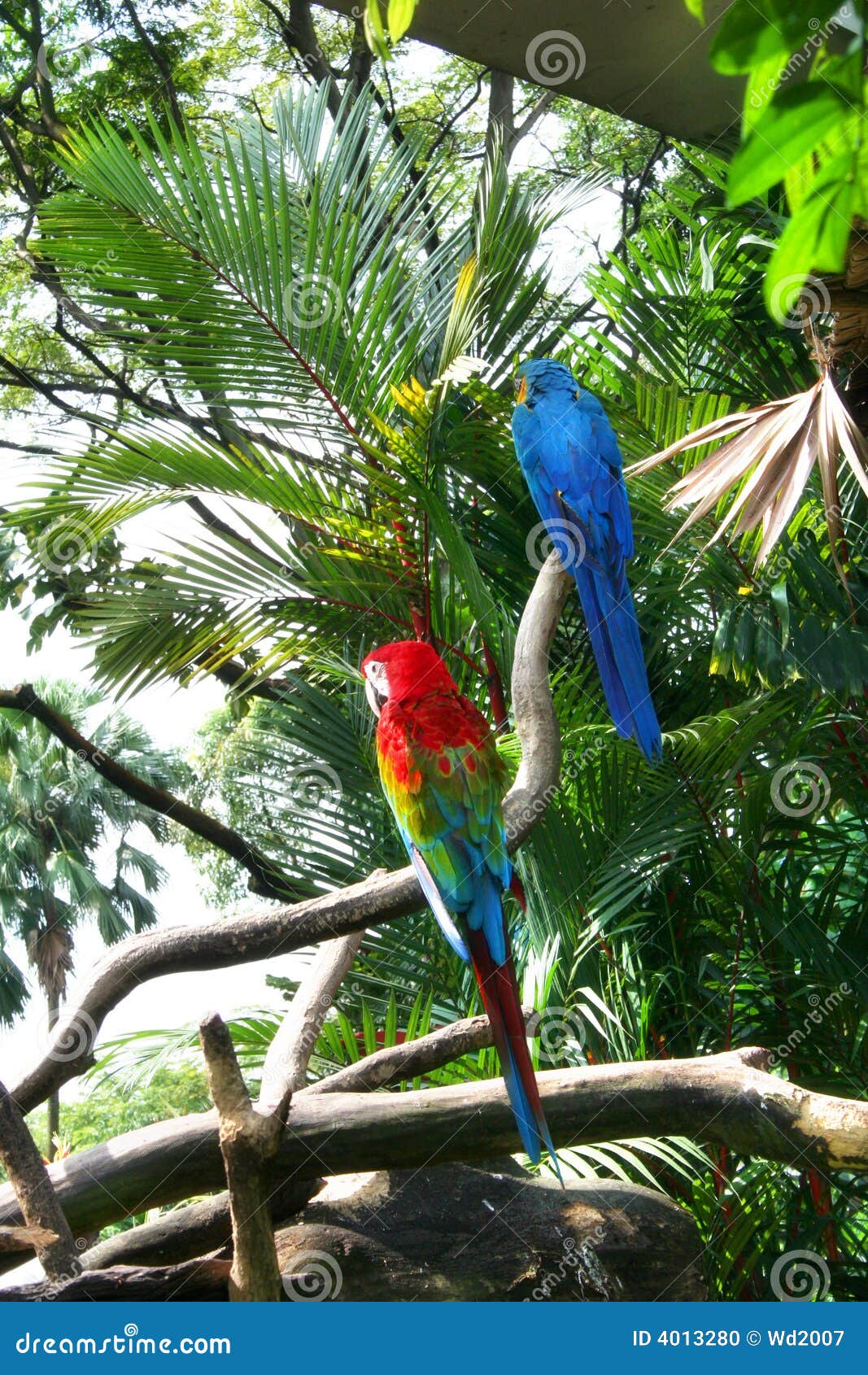 Colorful parrots stock photo. Image of blue, flying, bird - 4013280