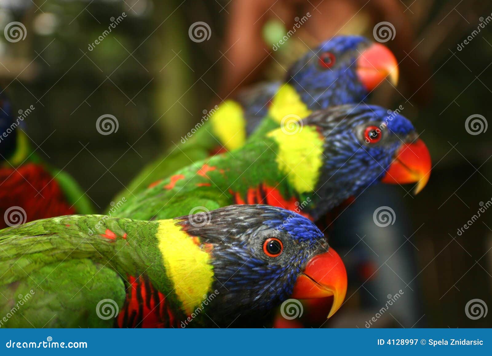 Colorful parrots stock image. Image of feather, preen - 4128997