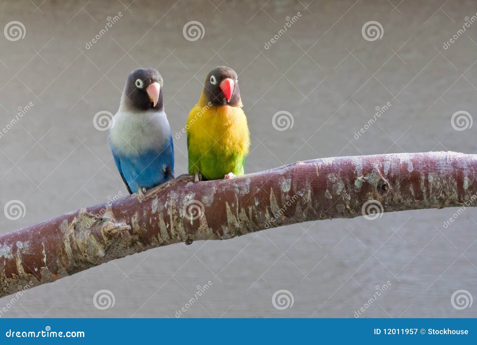 Colorful Parrots on Branch (looking at Front) Stock Image - Image of ...