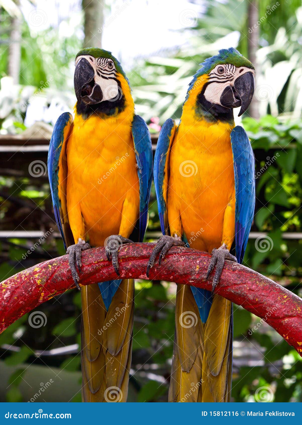 Colorful parrots couple stock photo. Image of wise, green - 15812116