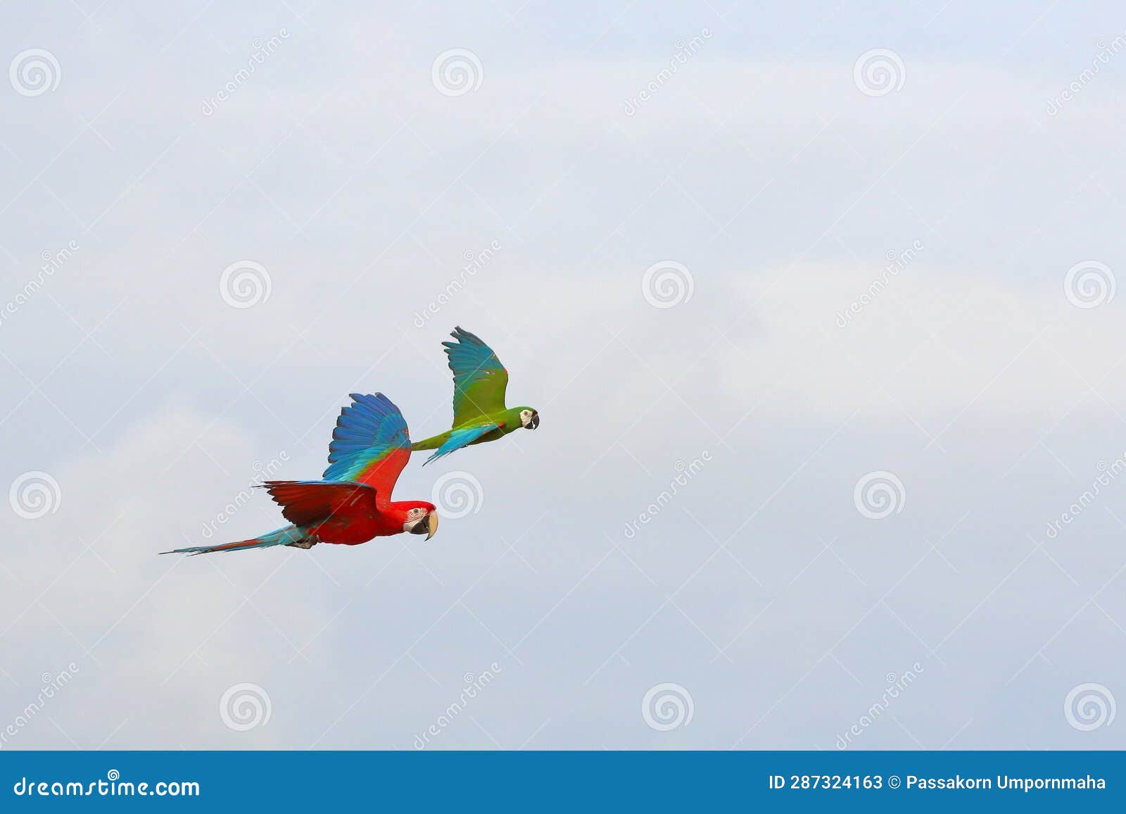 Colorful of Parrots Flying in the Sky. Stock Image - Image of parrot ...