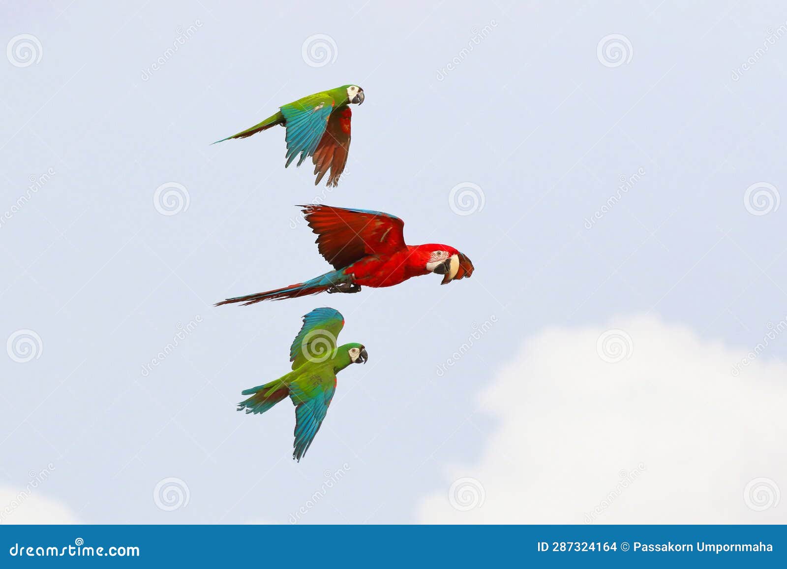 Colorful of Parrots Flying in the Sky. Stock Photo - Image of exotic ...