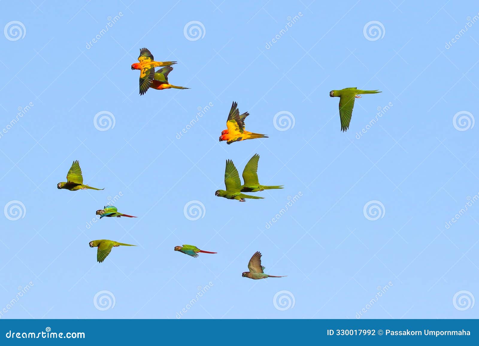 Colorful Parrots Flying in the Sky. Stock Photo - Image of park ...
