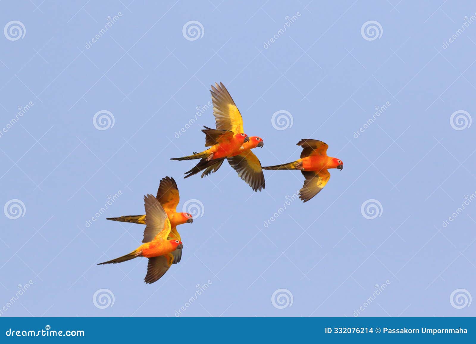 Colorful Parrots Flying in the Sky. Stock Photo - Image of blue, bird ...