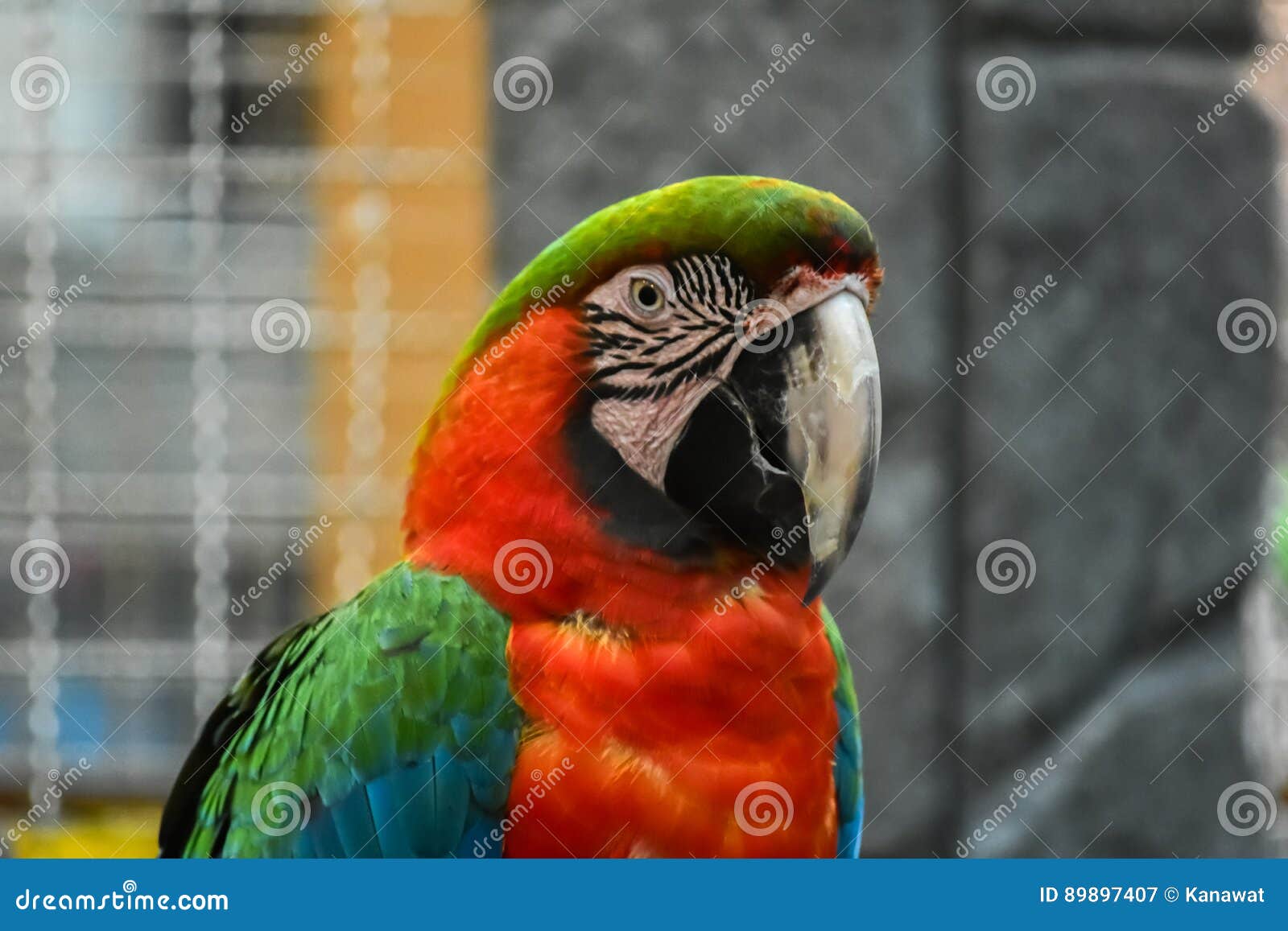 Colorful parrots head stock image. Image of domestic - 89897407