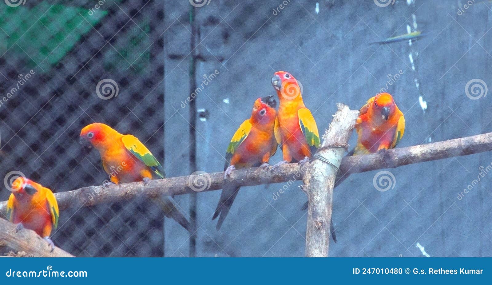 Parrots Cage India Stock Photos - Free & Royalty-Free Stock Photos from ...