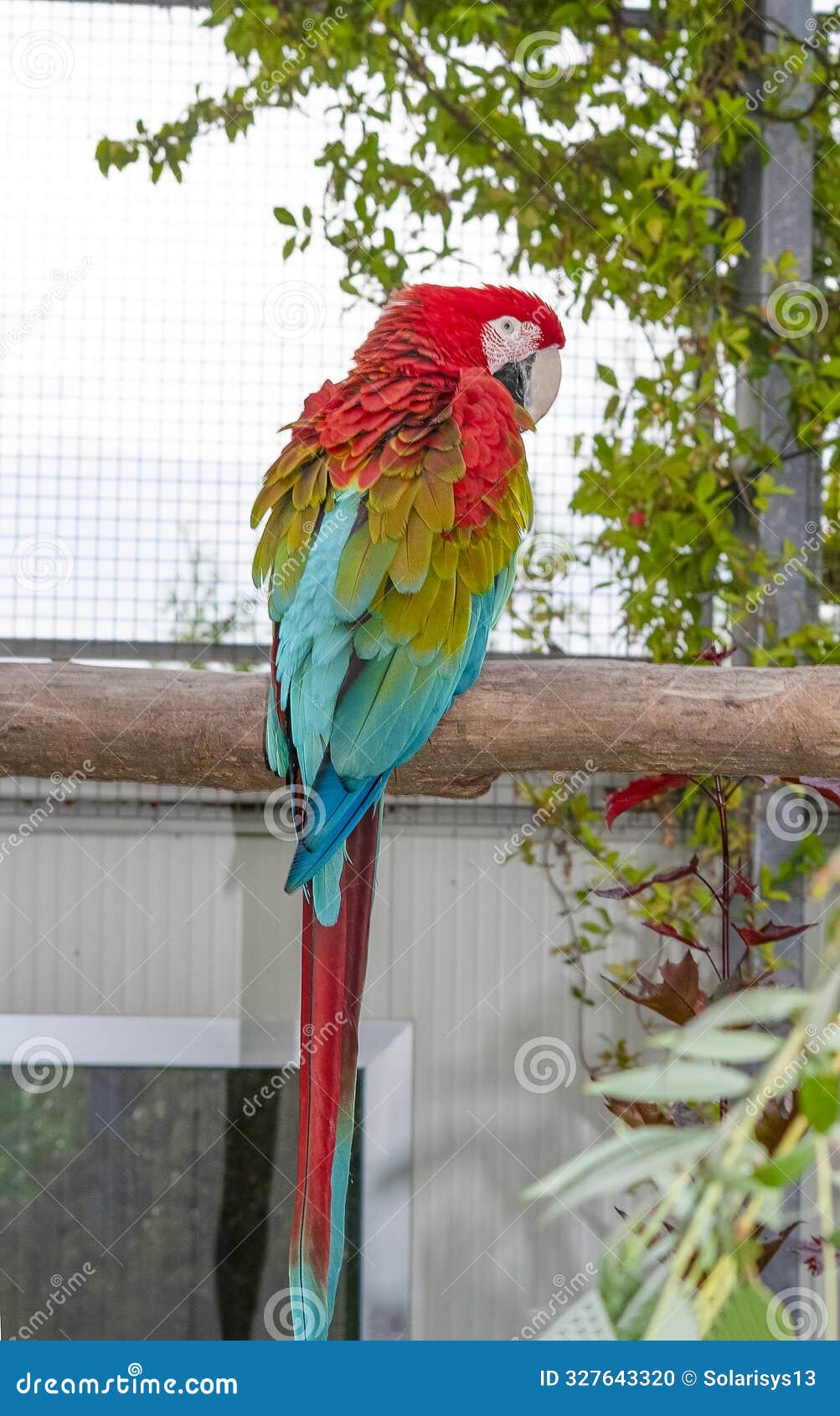 Colorful Parrots Macaws Sitting on Perch Stock Photo - Image of nature ...