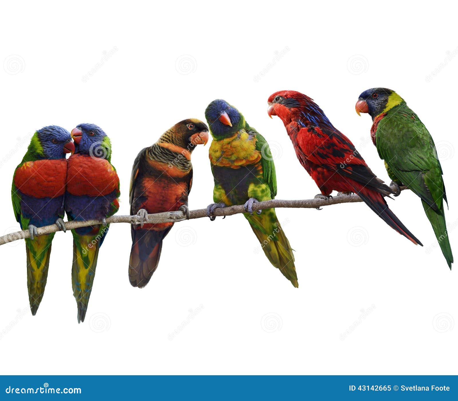 Colorful Parrots stock image. Image of perch, blue, nature - 43142665