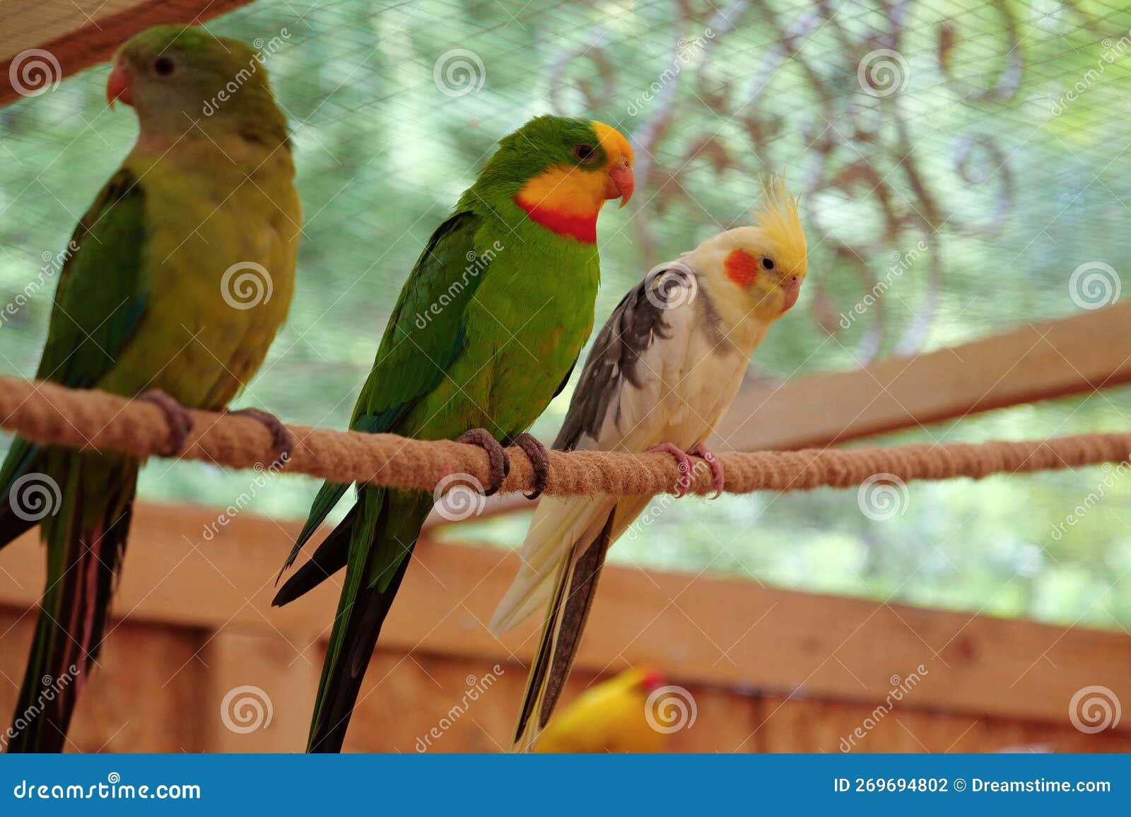 Colorful Parrots Sit on a Rope in Aviary Stock Photo - Image of green ...