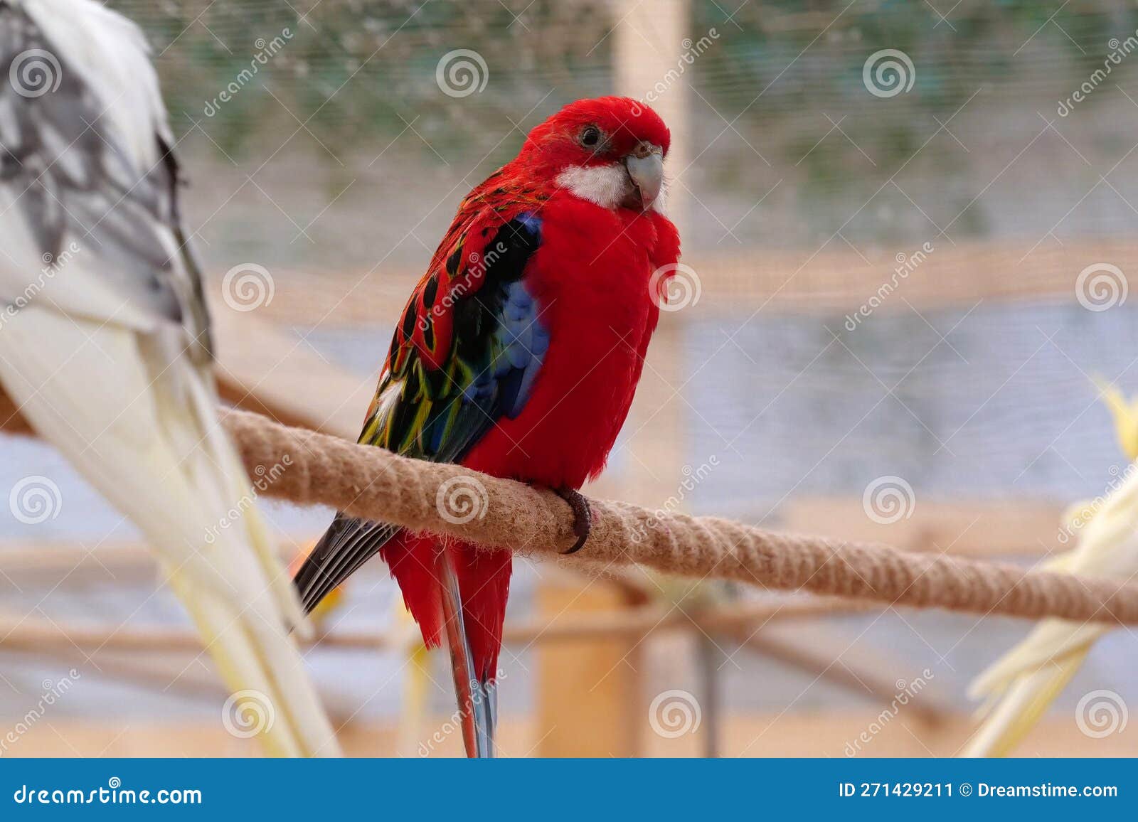 Colorful Parrots Sit on a Rope in an Aviary for Birds Stock Image ...