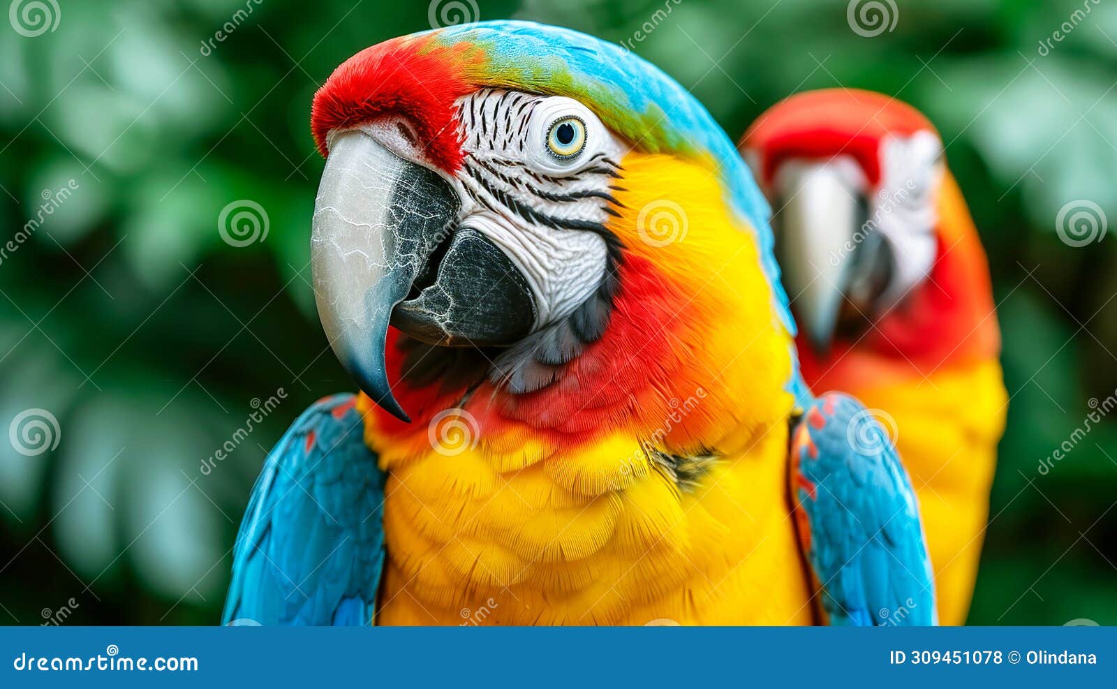 Colorful Parrots on Tropical Nature Background. Close Up Texture of ...
