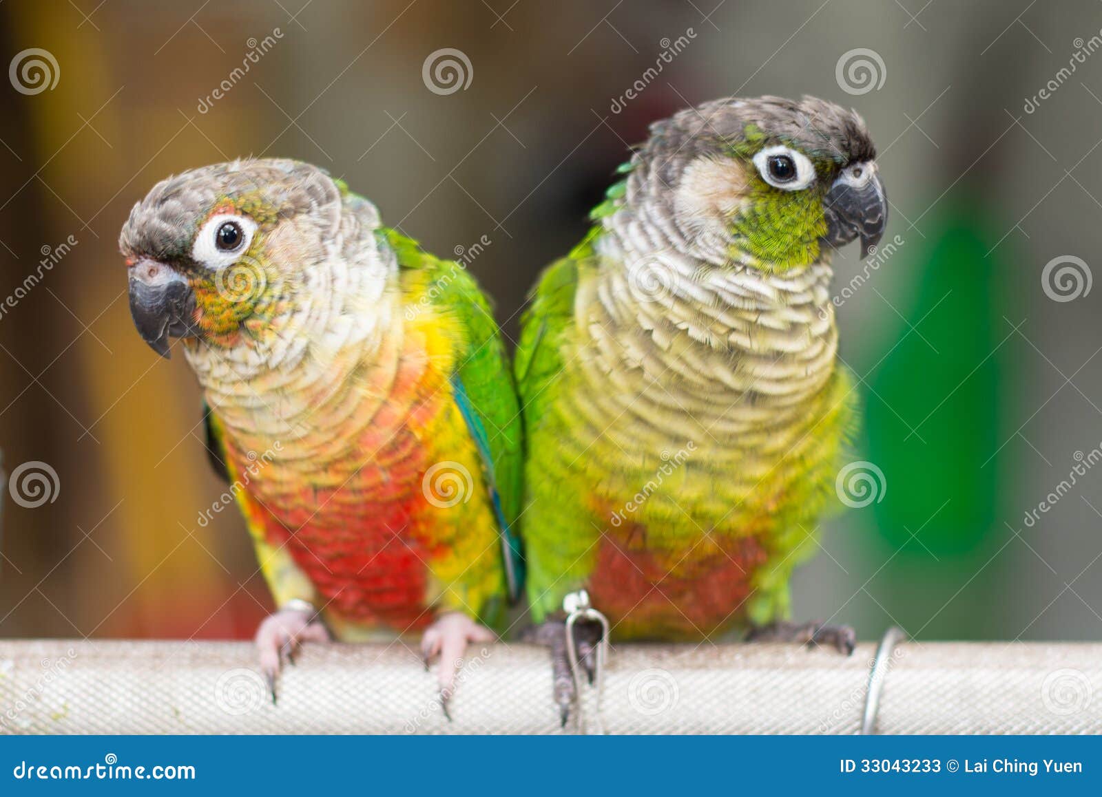 Colorful parrots stock image. Image of birds, speaking - 33043233