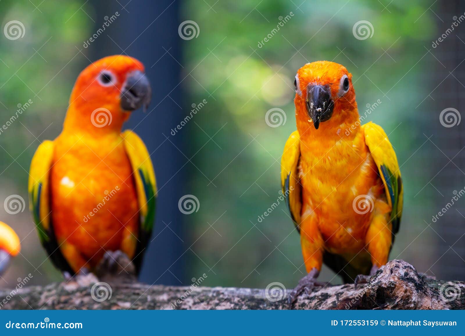 Colorful Parrots in the Wild Forest Stock Image - Image of bird ...