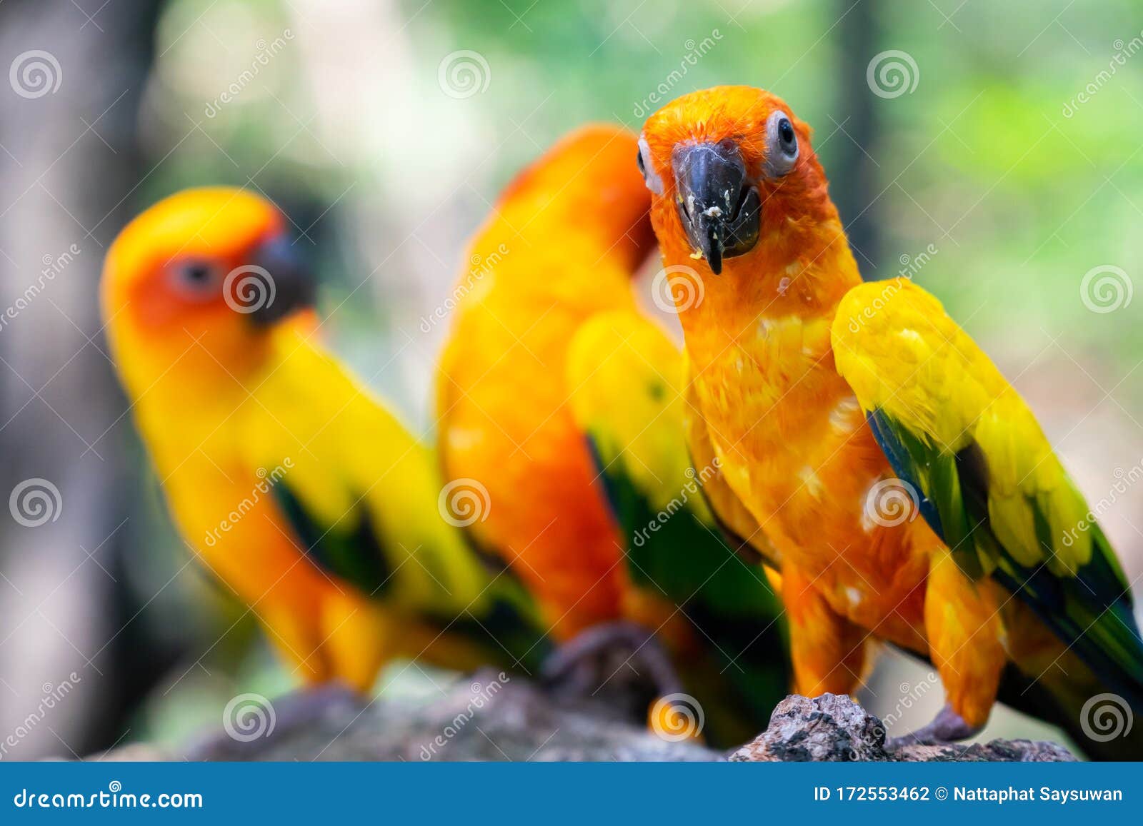 Colorful Parrots in the Wild Forest Stock Photo - Image of profile ...