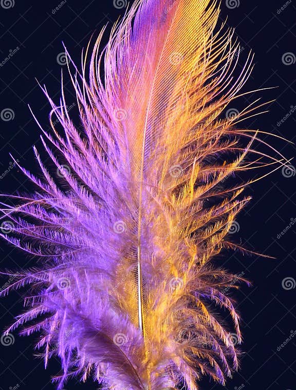 Colorful partridge feather stock image. Image of colored - 14240743