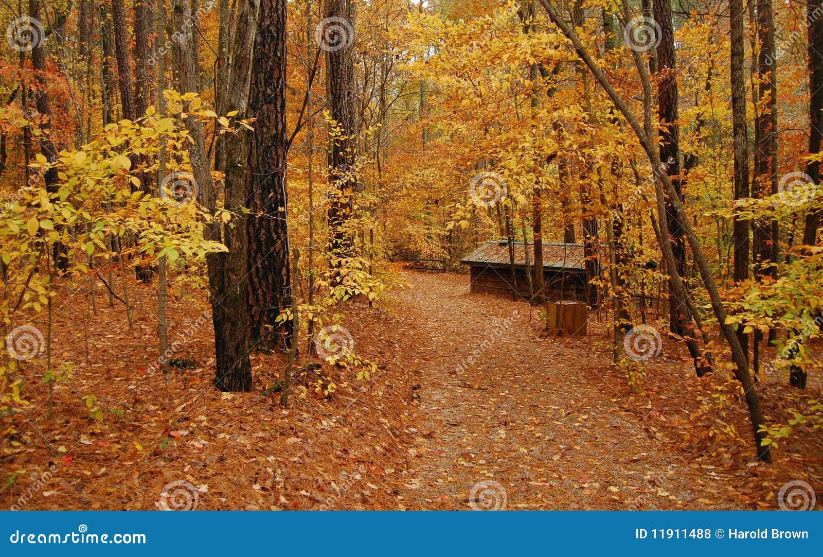 Colorful Path stock photo. Image of woods, building, foliage - 11911488