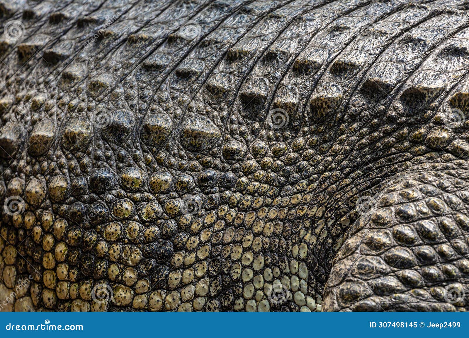 Pattern of crocodile skin. stock image. Image of rough - 307498145