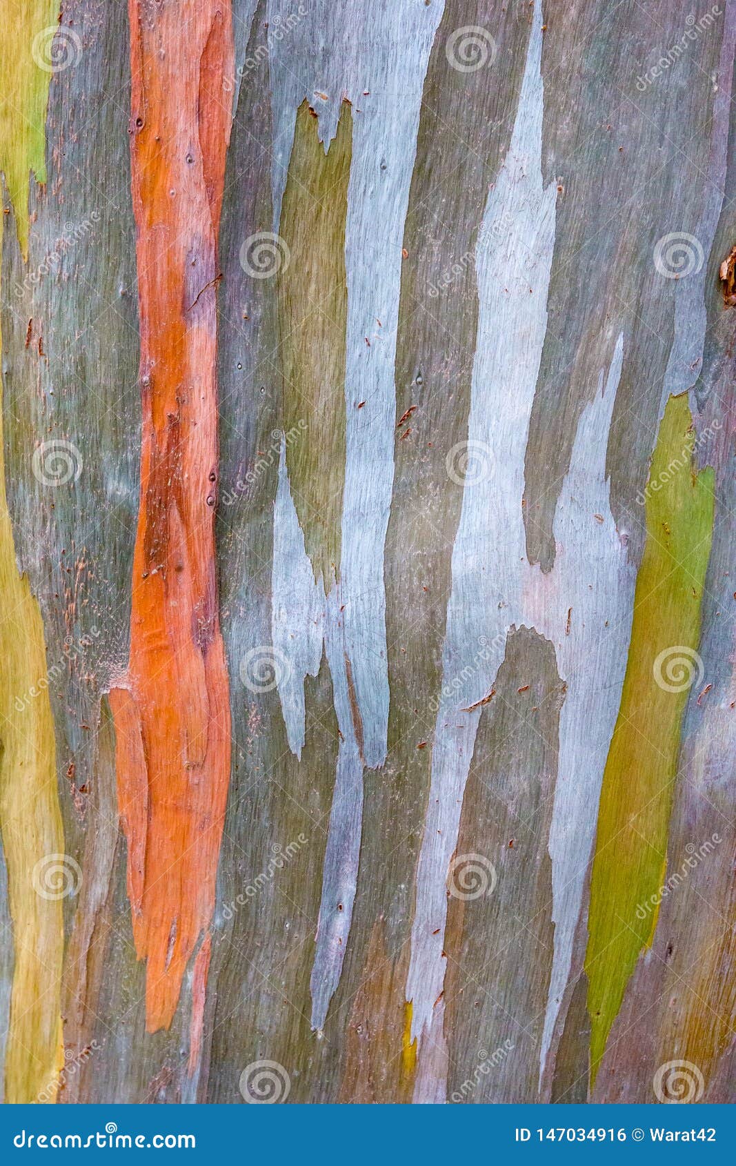 Colorful Pattern of a Rainbow Eucalyptus Stock Photo - Image of brown ...