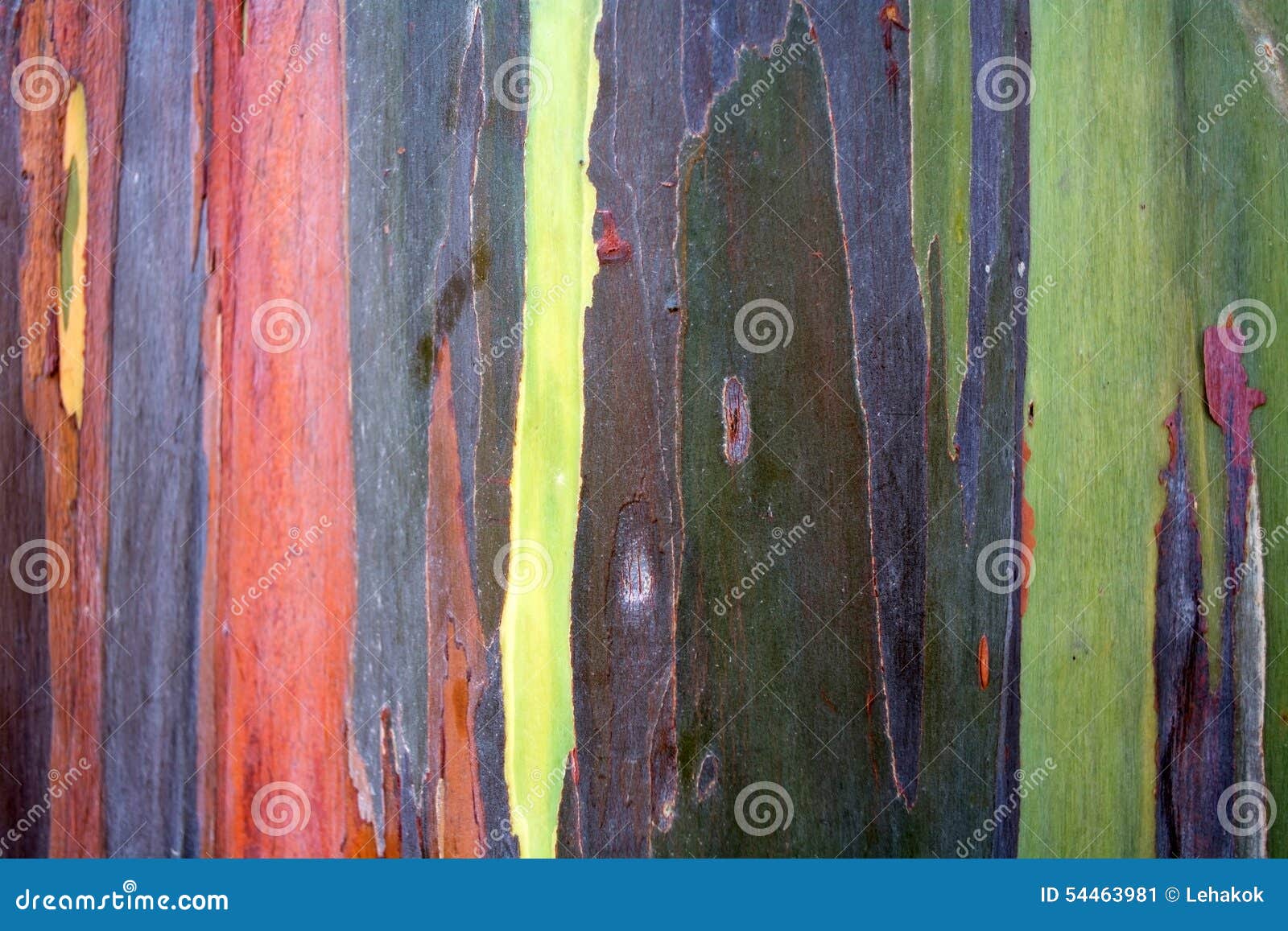 Colorful Pattern of Rainbow Eucalyptus Tree Bark Stock Image - Image of ...