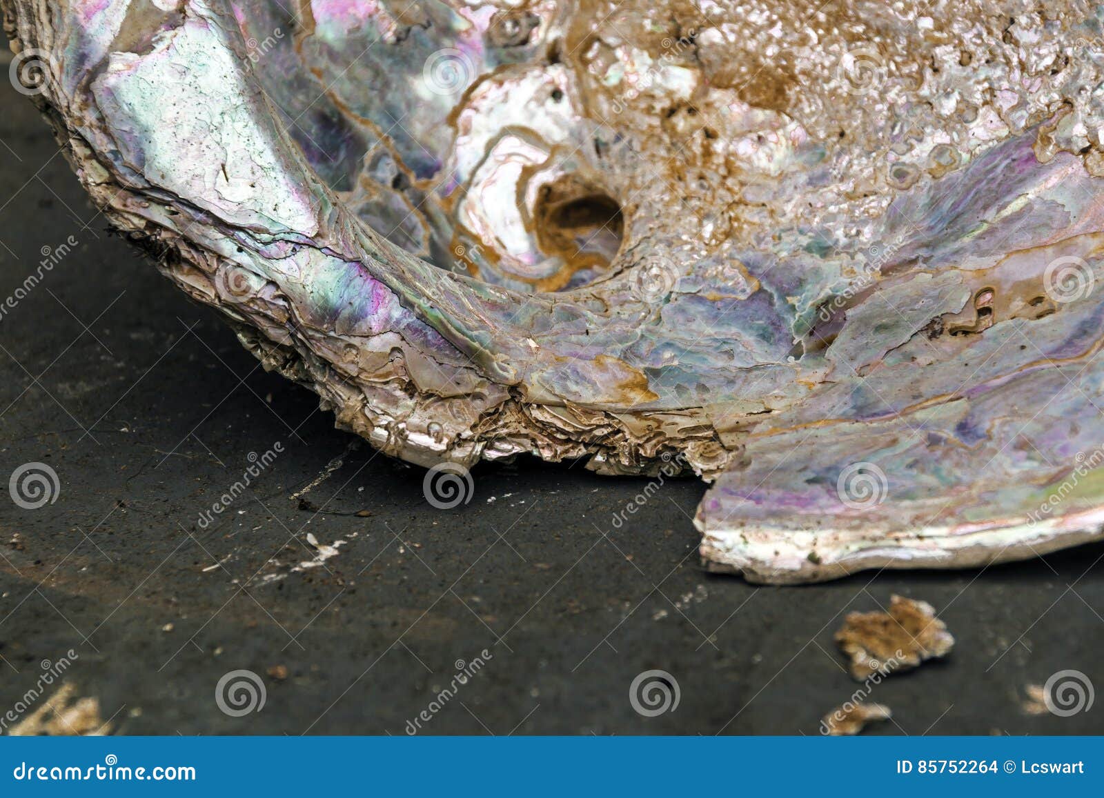 Colorful Pattern and Texture of Decaying Sea Shell Stock Photo - Image ...