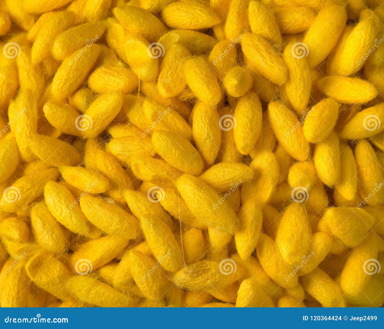 Colorful Patterned Surface of the Cocoon. Stock Photo - Image of ...