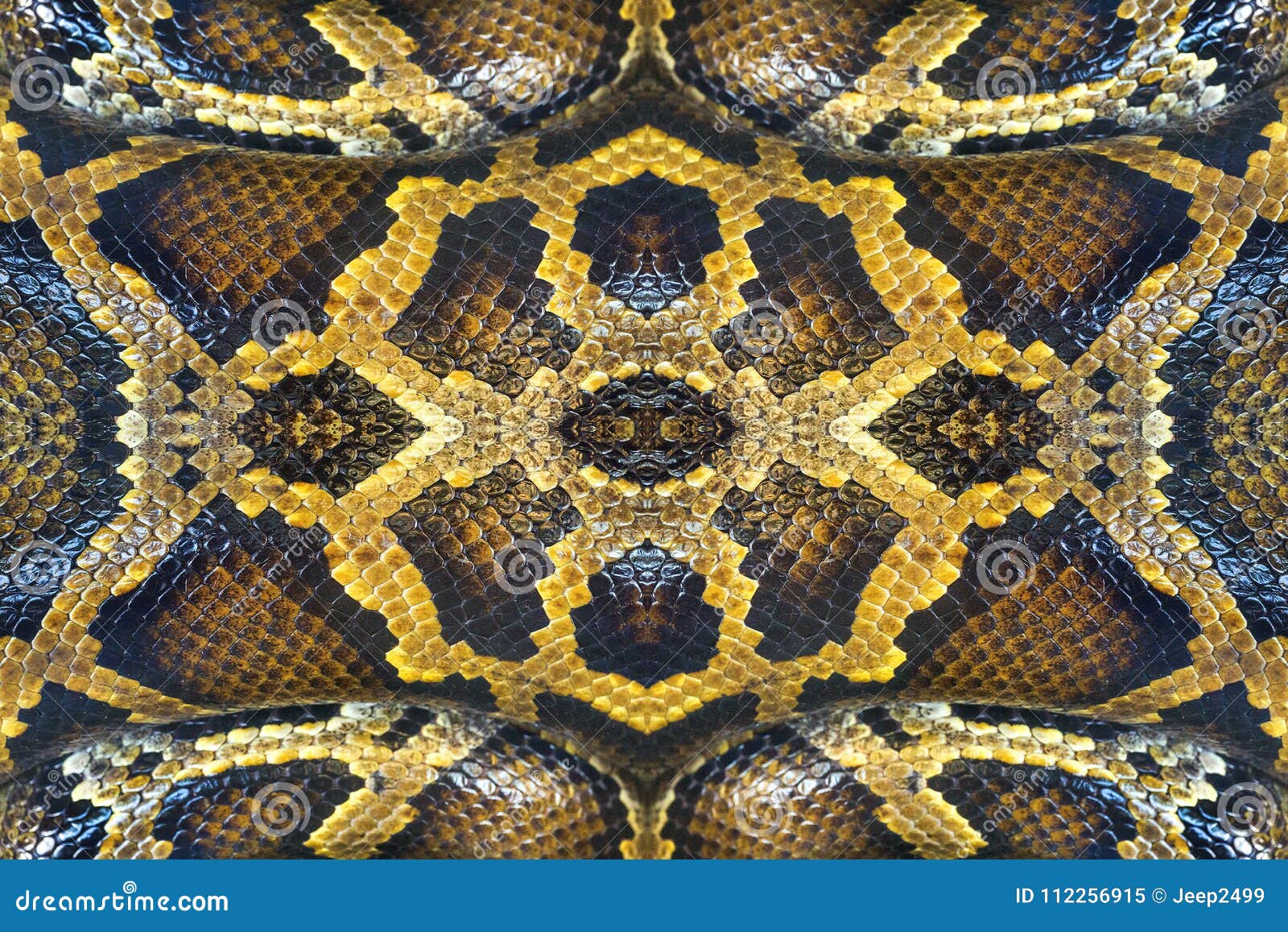 Colorful Patterns of Boa Skin. Stock Image - Image of wildlife, animal ...
