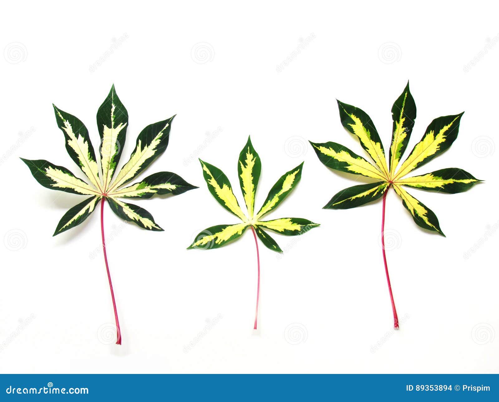 Colorful Patterns of Cassava Leaves on White Background. Stock Photo ...