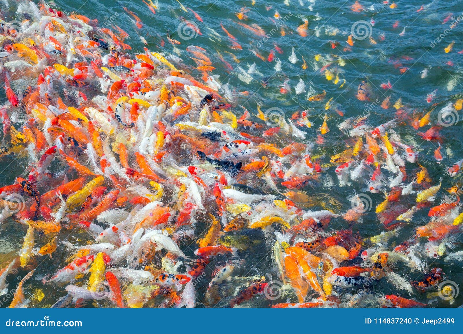 Colorful Patterns of Crayfish Swimming. Stock Photo - Image of ...