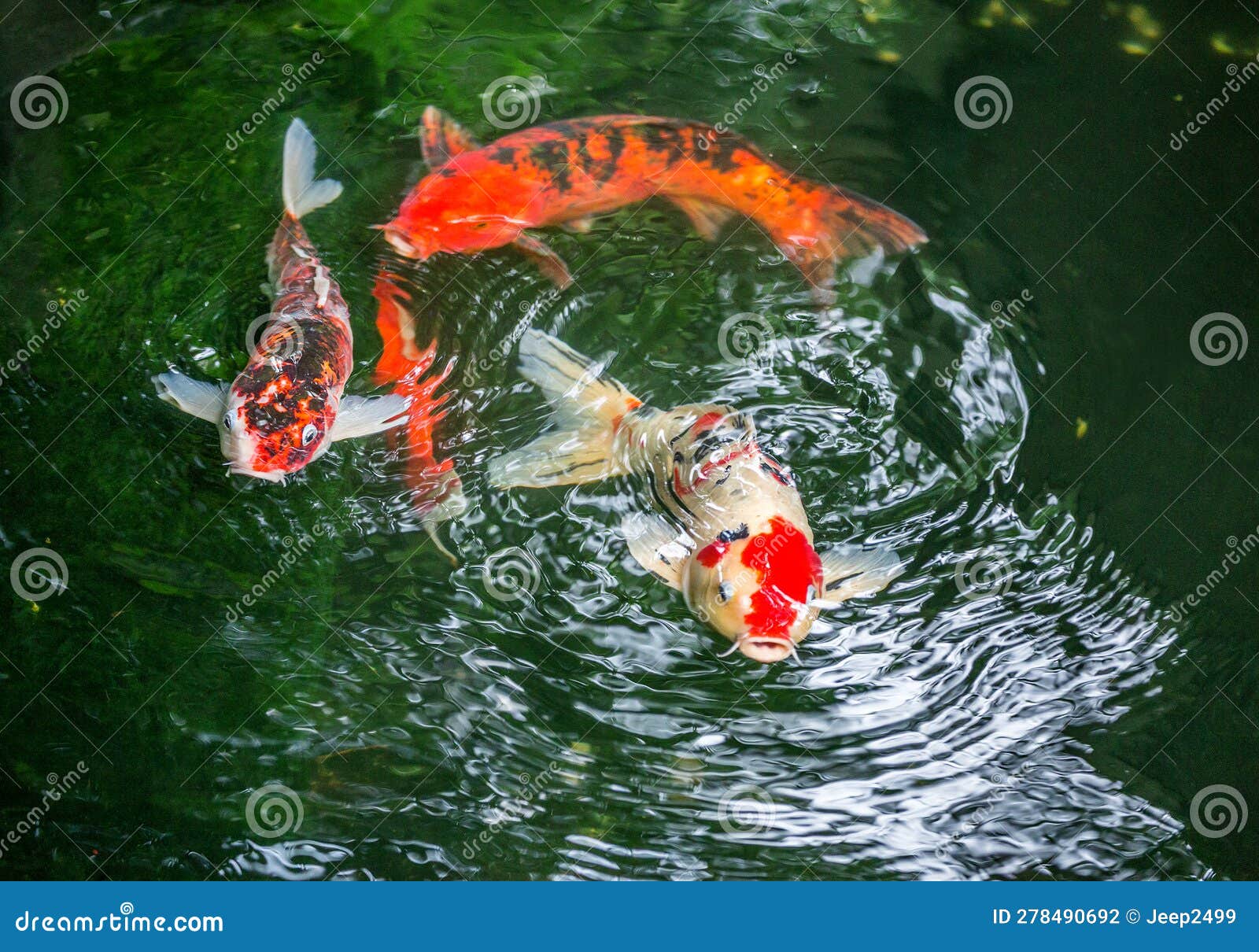 Colorful Patterns of Koi Fish. Stock Photo - Image of animal, water ...