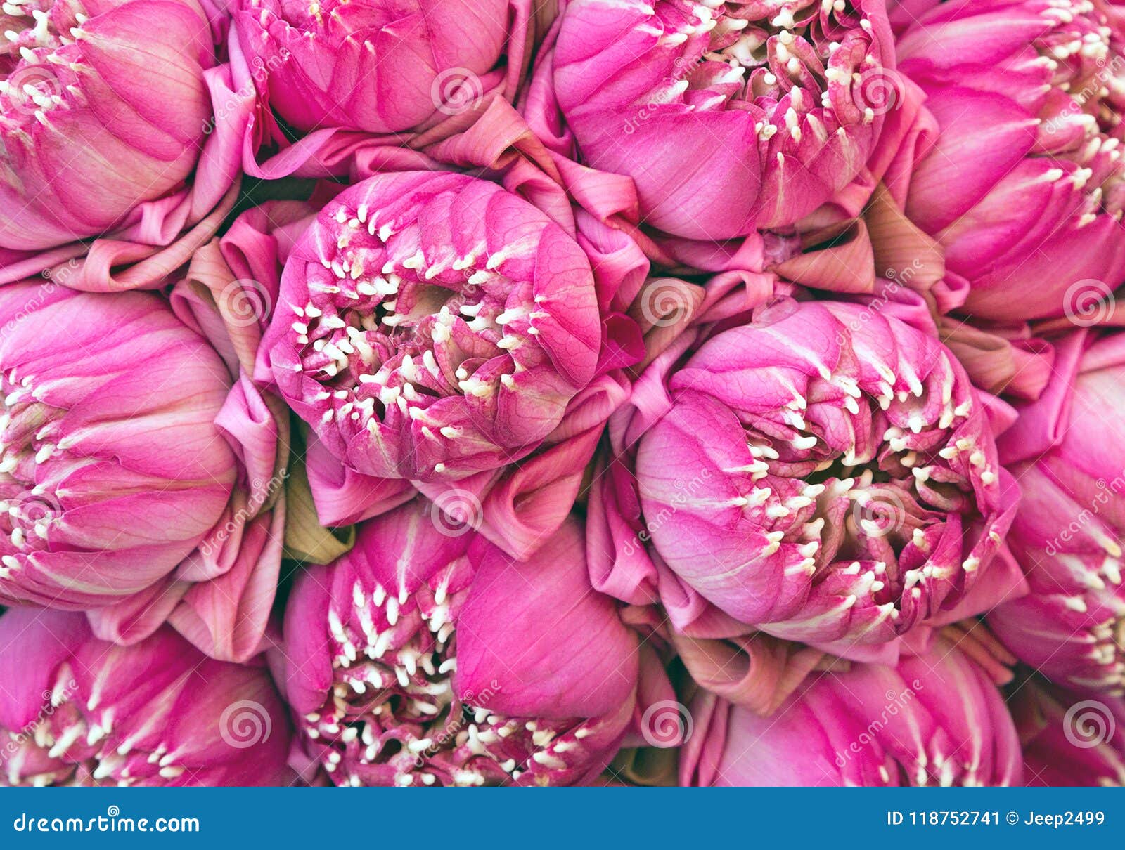 Colorful Patterns of Lotus. Stock Image - Image of pink, green: 118752741