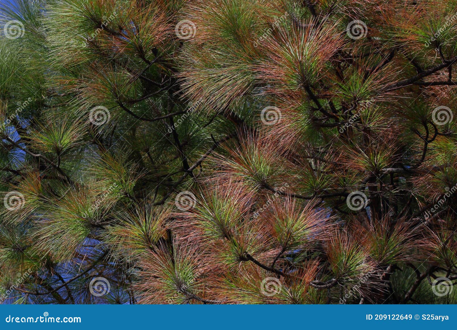 Colorful Patterns Made by Nature Stock Image - Image of colorful ...