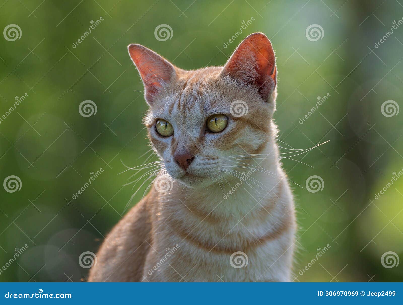 Orange cats are staring. stock image. Image of isolated - 306970969